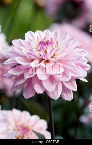 Dahlia (Melody Harmony) close-up natural flower portrait Stock Photo ...