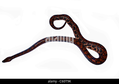 Reticulated python with beautiful coloring Stock Photo - Alamy