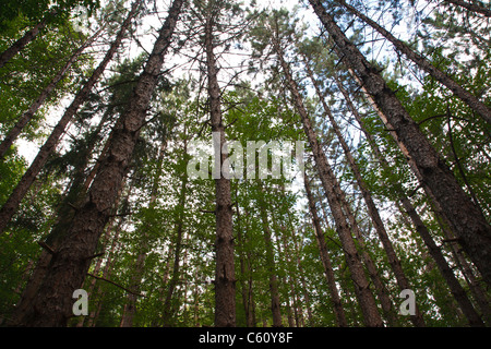Canopy of Red Pine Forest ( Pinus resinosa ) during the summer months ...