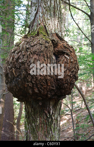 Burl / burr, rounded outgrowth on beech (Fagus sylvatica) tree trunk in ...