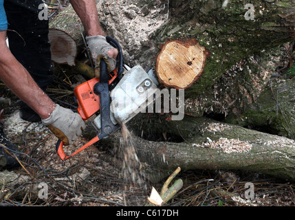 Close up of a man cutting a fallen tree with a chainsaw Stock Photo ...
