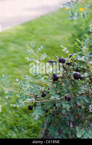 Black Rose Hips, Rosa pimpinellifolia, Rosaceae. Syn. Rosa spinosissima ...