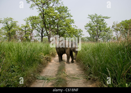 Baby elephant in Chitwan National Park, Nepal Stock Photo - Alamy