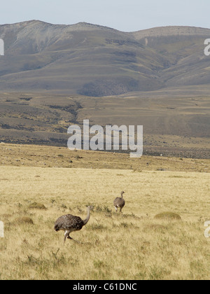Chile, Patagonia, pampas, Darwin's rhea, Pterocnemia pennata, South ...