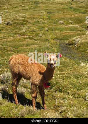 Alpaca in Parque Nacional Lauca,Chile Stock Photo - Alamy