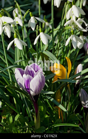 Crocuses and snowdrops (Galanthus) in flower Stock Photo - Alamy