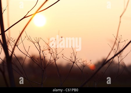 Weed in sunset in winter Stock Photo - Alamy