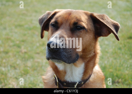 Sable Labrador cross dog portrait Stock Photo - Alamy