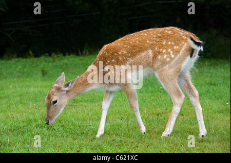 A female Fallow Deer Stock Photo - Alamy