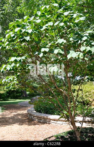 Cercis chinensis 'Don Egolf' Stock Photo - Alamy