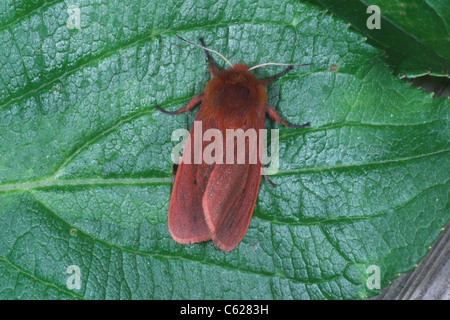 Moth on leaf. Somerset. UK Stock Photo - Alamy