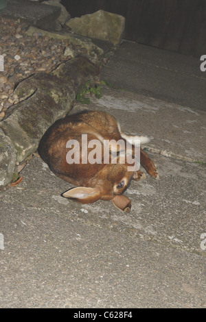belgian hare rolling on path Oryctolagus cuniculus Stock Photo - Alamy