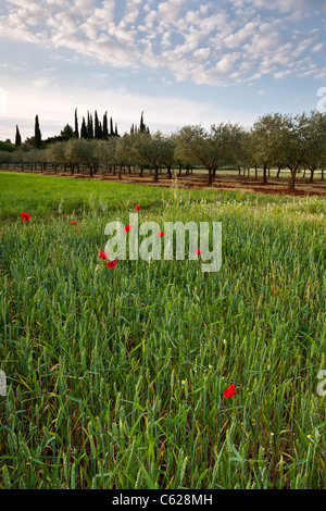 Crops, Croatia, Istria Stock Photo - Alamy
