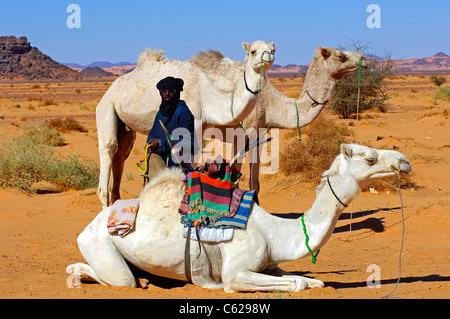 Mehari dromedary of the Tuareg nomads resting with a traditional saddle ...