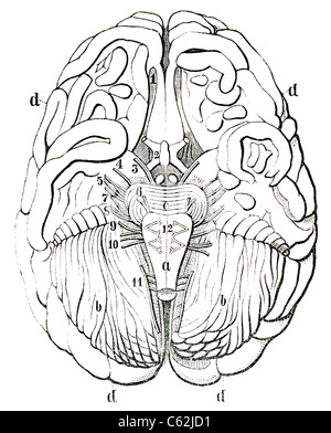 Vintage Medical Illustration: The Human Brain Stock Photo - Alamy
