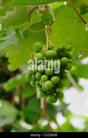 Growing bunch of green grapes in summer vineyard, closeup in southern ...