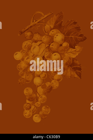 Bunch of gold grapes Stock Photo - Alamy