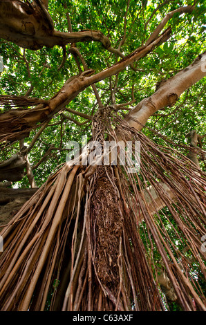 Banyan Tree with Hanging Roots Stock Photo - Alamy
