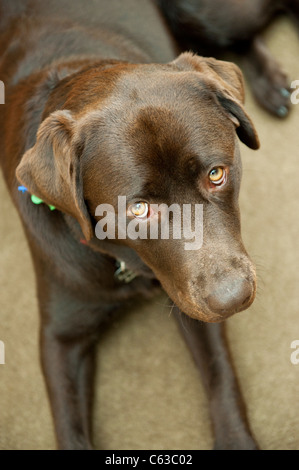 Cute labrador dog on grooming procedure, lady holding comb with wool ...