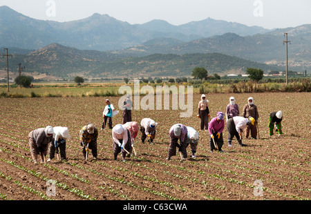 Woman Women South West Turkey Farmer Harvest Farm Turkish Stock Photo ...