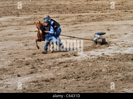 Wild pony race, Calgary Stampede, Alberta, Canada. This is a rough ...