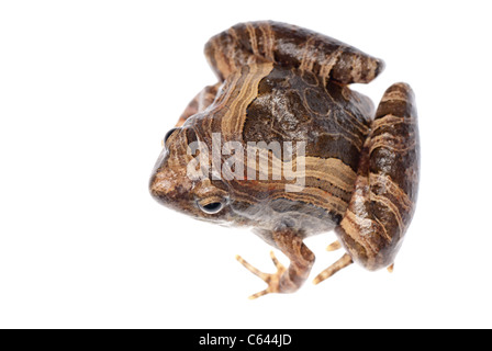 animal frog Microhyla pulchra isolated Stock Photo - Alamy