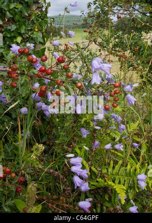 British hedgerow plants Stock Photo - Alamy