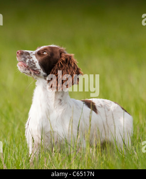 English springer spaniel dog, sixteen week old pup, or puppy, sat in ...