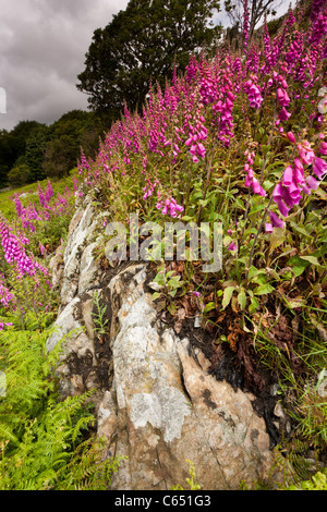 Spark bridge Cumbria Stock Photo - Alamy