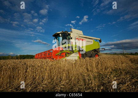 Claas Lexion 540 combine harvester harvesting Maize / Sweet Corn crop ...