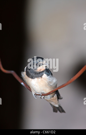 A young swallow (Hirundo rustica ) , newly fledged . Waiting to be fed ...