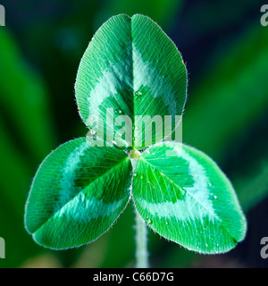 A single three leaf clover plant growing in the garden in black and ...