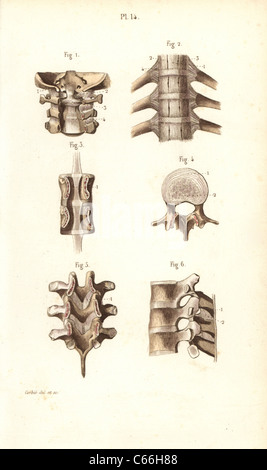 SPINAL COLUMN, ANATOMY Stock Photo - Alamy