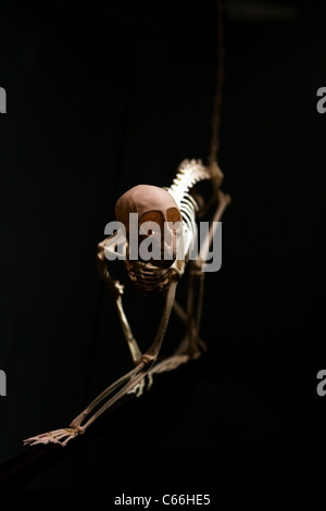 Monkey skeleton for Anatomy education Stock Photo - Alamy