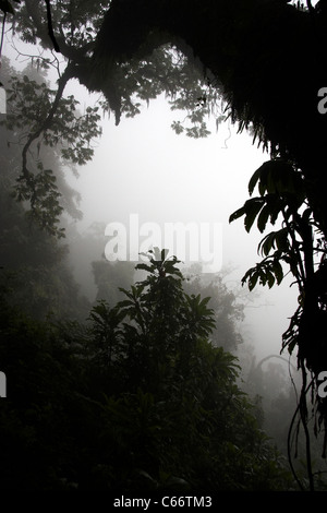 Rainforest in the mist, Virunga mountains Stock Photo - Alamy