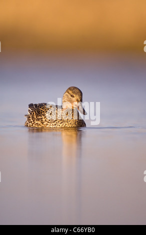 TEAL Anas crecca Portrait of an adult male on a shallow coastal lagoon ...