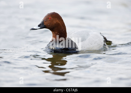Common pochard duck (Aythya ferina) adult male bird bathing on a lake ...