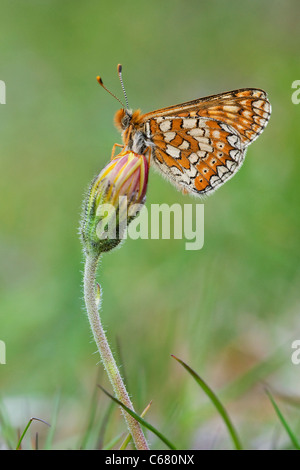 Marsh Fritillary (Euphydryas aurinia), Insecta, 34700 Lodève, France ...