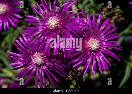 Ice Plant Flower Stock Photo - Alamy