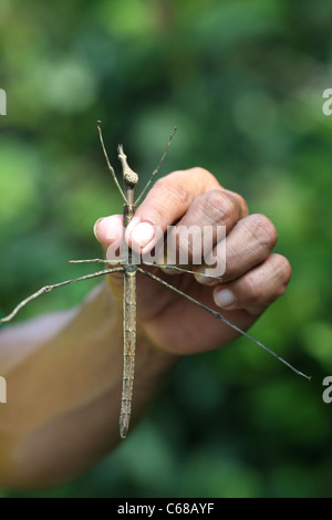 Man holds a large Stick Insect (Phasmidae) in the Amazon rain forest ...