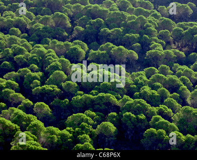 The pine forest was photographed from above while flying in a hot air ...