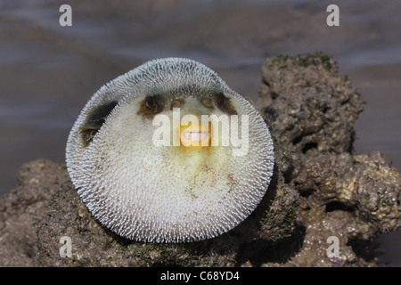 Puffer Fish (Tetraodon sp.) At Pirotan Island, Gujarat Stock Photo - Alamy