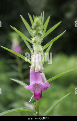 Sesame (sesamum indicum) flower plants growing in a sesame field Stock ...