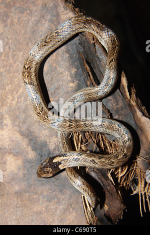 Streaked Kukri Snake, Russell's Kukri Snake (Oligodon taeniolatus) NCBS ...