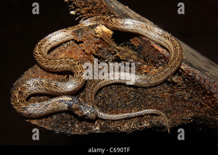 Streaked Kukri Snake, Russell's Kukri Snake (Oligodon taeniolatus) NCBS ...