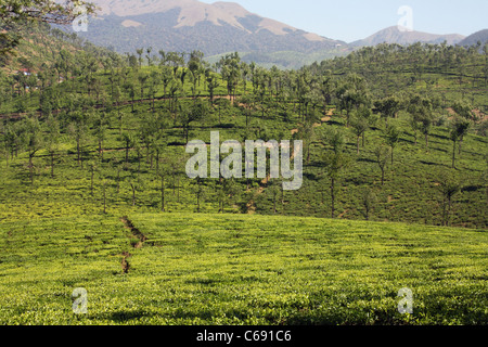 Tea estate at Valparai (Tamil Nadu, India Stock Photo - Alamy