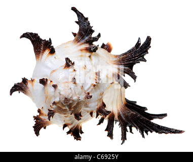 Endive Murex shell (Hexaplex cichoreum) c13cm Stock Photo - Alamy