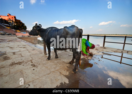 A woman collecting cow dung at Varanasi India Stock Photo - Alamy