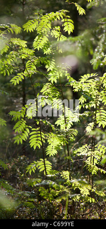 Young rowan tree seedling grow from old stump in Poland forest Stock ...