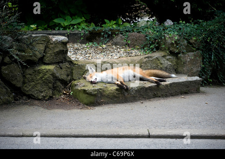 Dead fox roadkill on a rural road with its intestines guts exposed ...